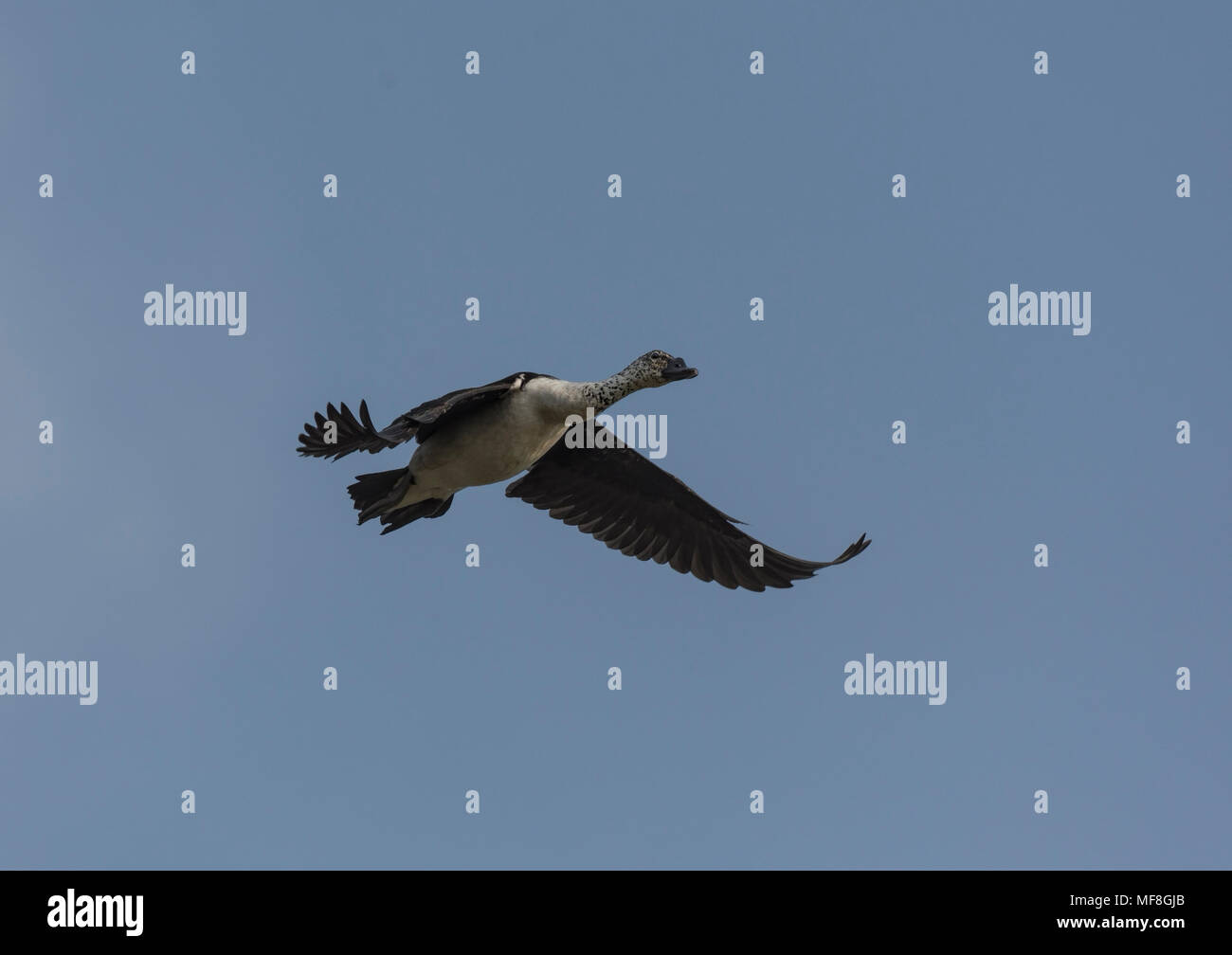 Female Comb Duck (Sarkidiornis sylvicola Stock Photo - Alamy