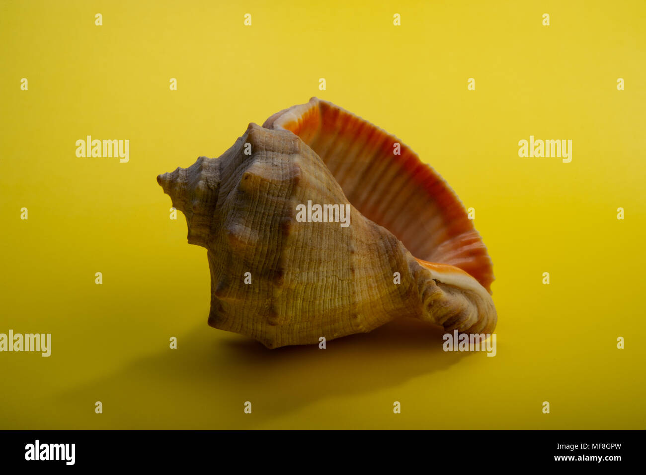 Brown sea shell on a yellow background Stock Photo - Alamy