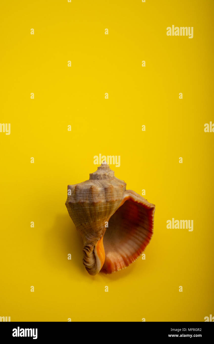 Brown sea shell on a yellow background Stock Photo - Alamy