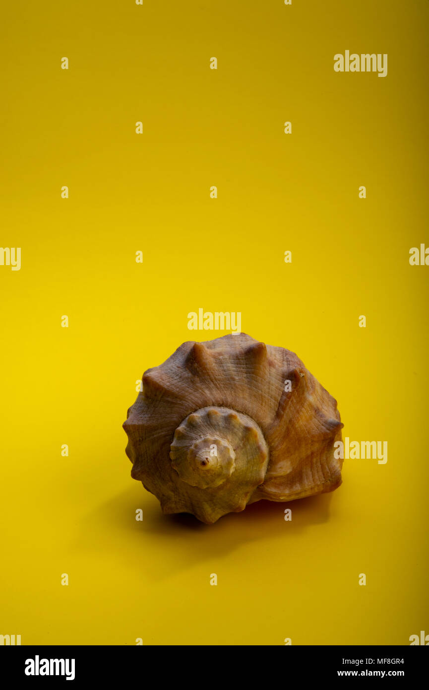 Brown sea shell on a yellow background Stock Photo - Alamy