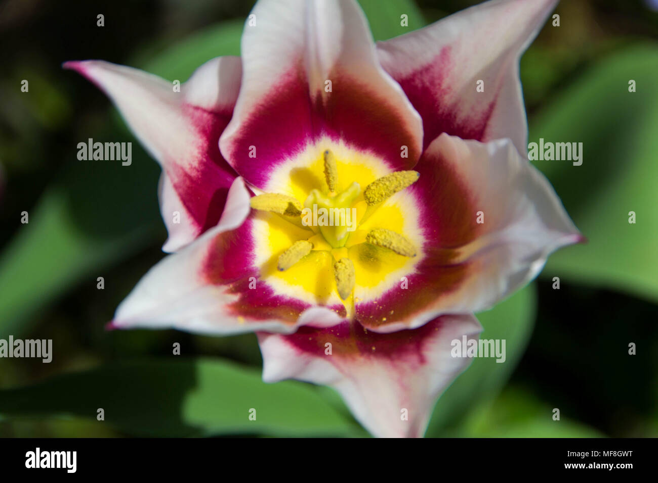 Tulips close up. Close up on the pistil and stamens of the white tulip Stock Photo - Alamy