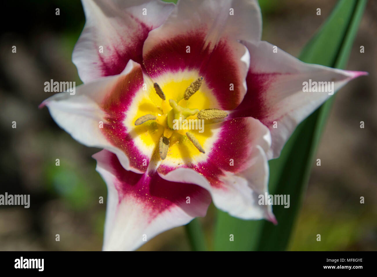 Tulips close up. Close up on the pistil and stamens of the white tulip Stock Photo - Alamy