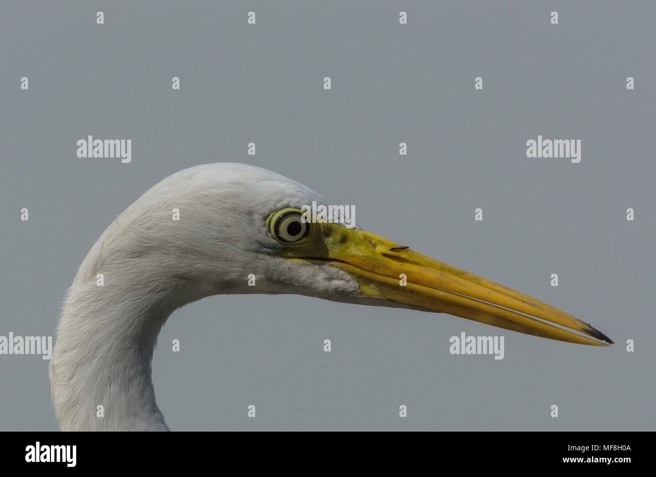 Great white egret face hi-res stock photography and images - Alamy