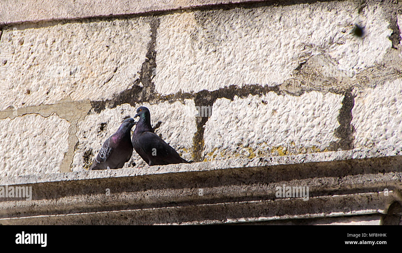 Loving pigeons hi-res stock photography and images - Alamy