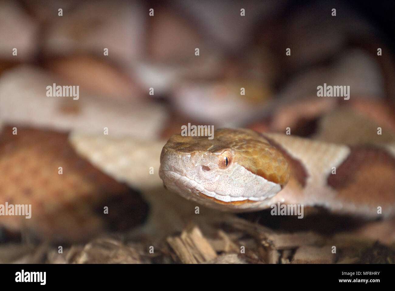 Copperhead snake camouflage hi-res stock photography and images - Alamy