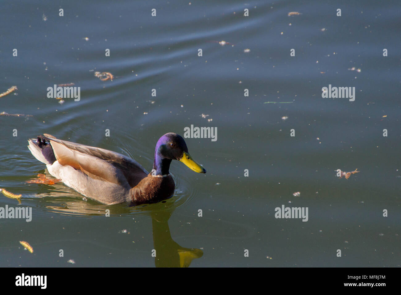 A mallard duck floating in a pond Stock Photo - Alamy