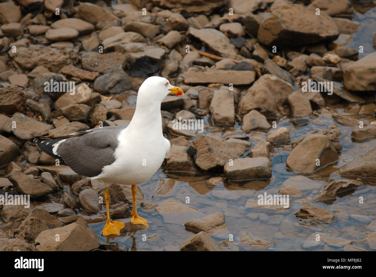 Seagull Feet High Resolution Stock Photography and Images - Alamy