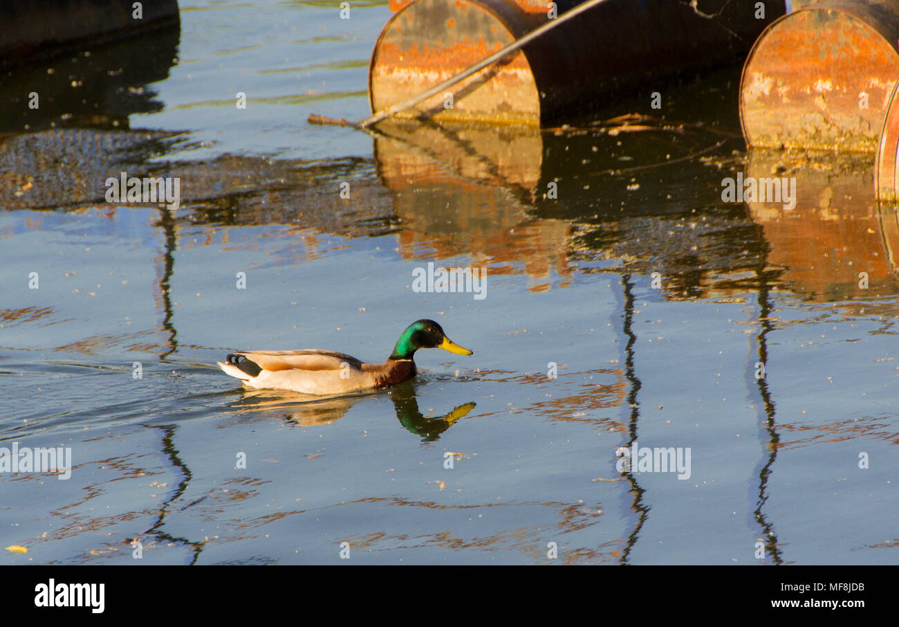 A mallard duck floating in a pond Stock Photo - Alamy