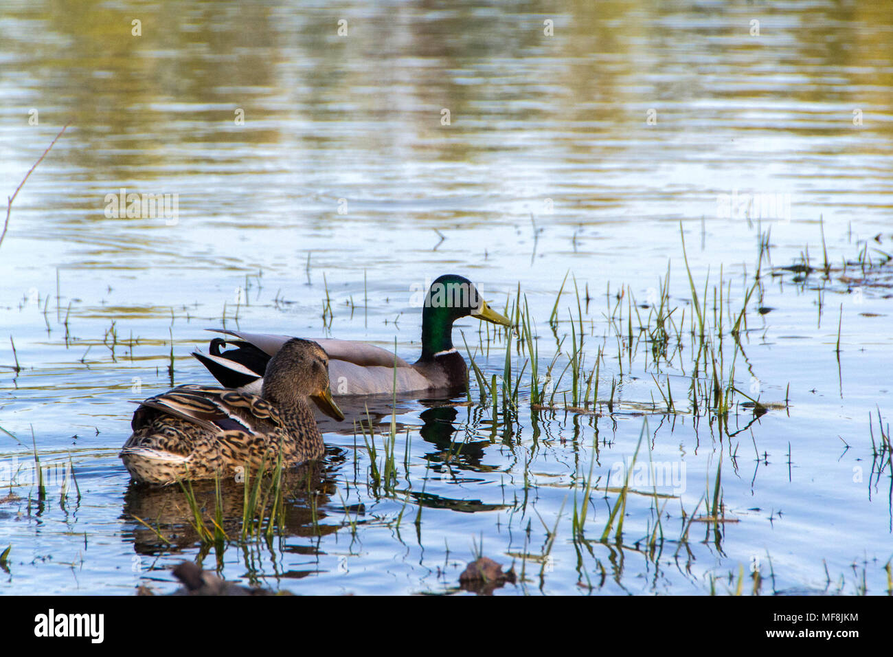 A mallard duck floating in a pond Stock Photo - Alamy