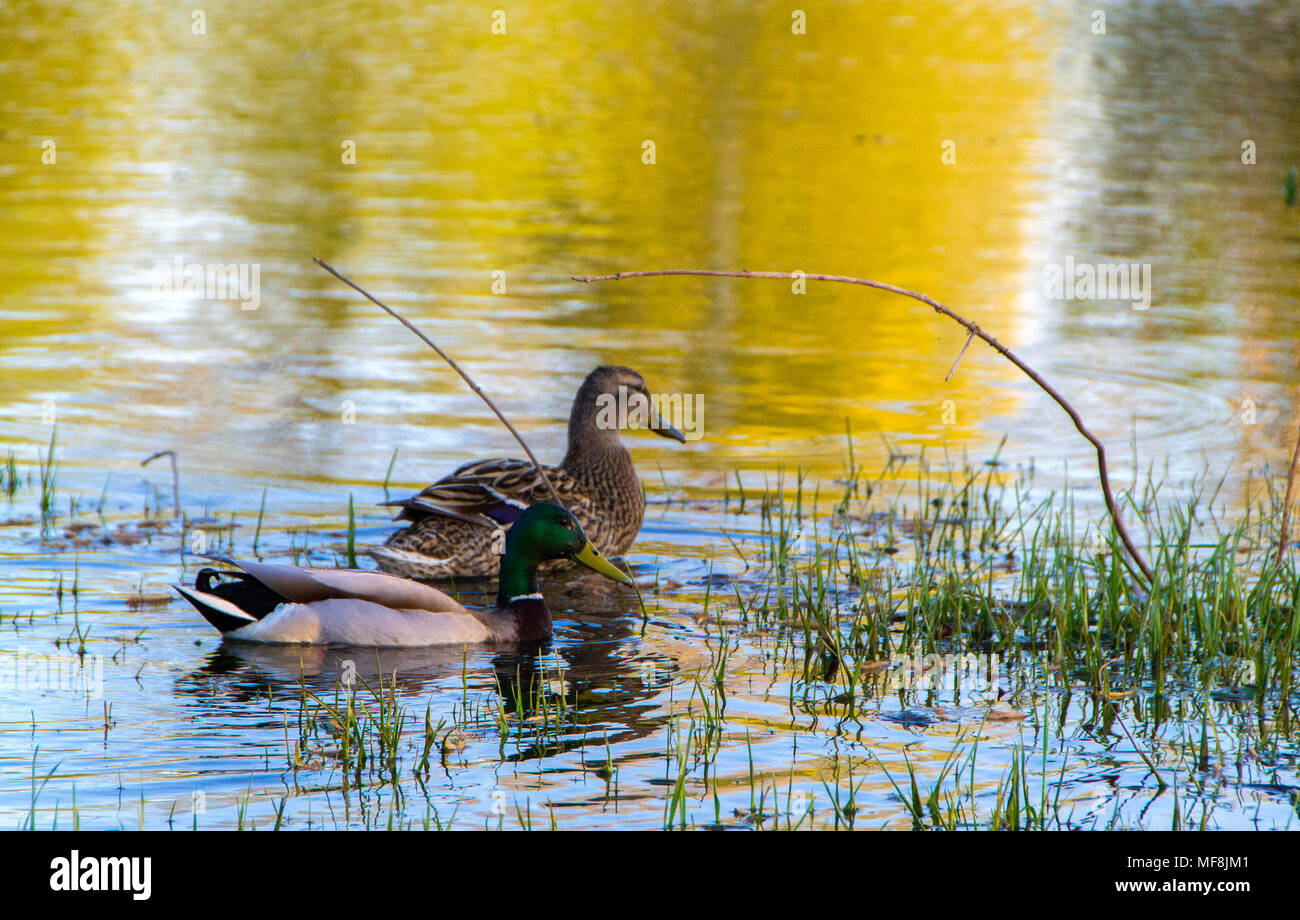 A mallard duck floating in a pond Stock Photo - Alamy