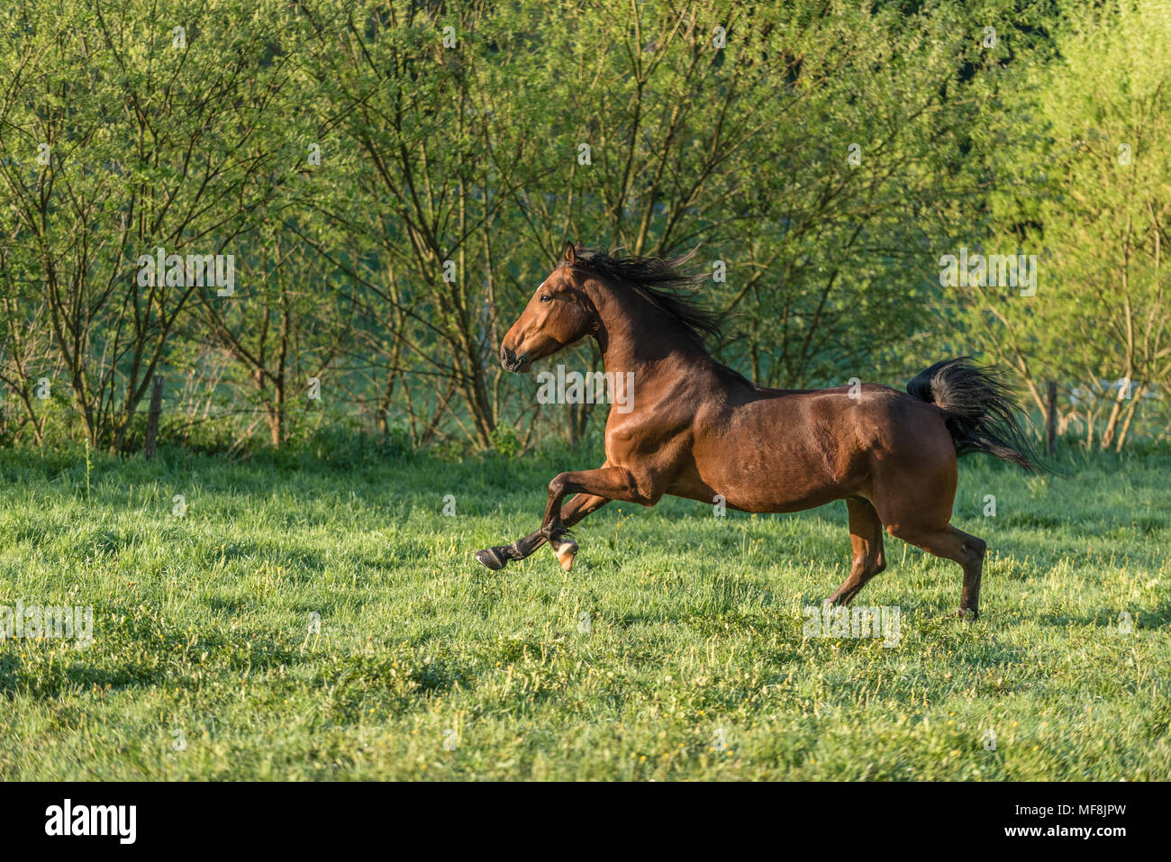 Runing horse hi-res stock photography and images - Alamy