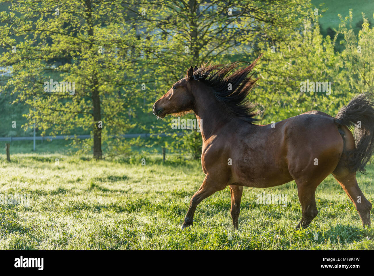 Runing horse hi-res stock photography and images - Alamy