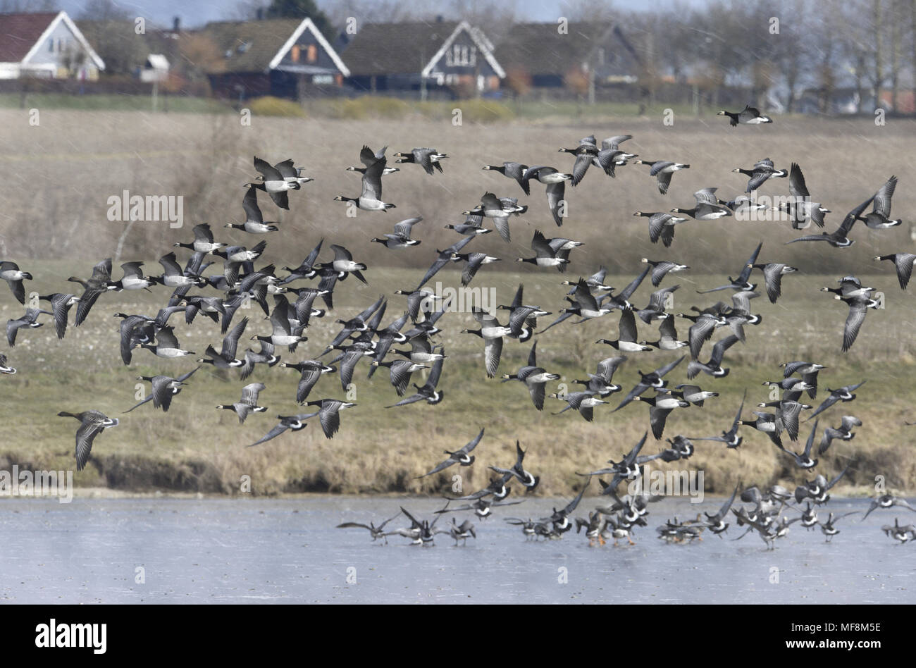 Flying barnacle geese hi-res stock photography and images - Alamy