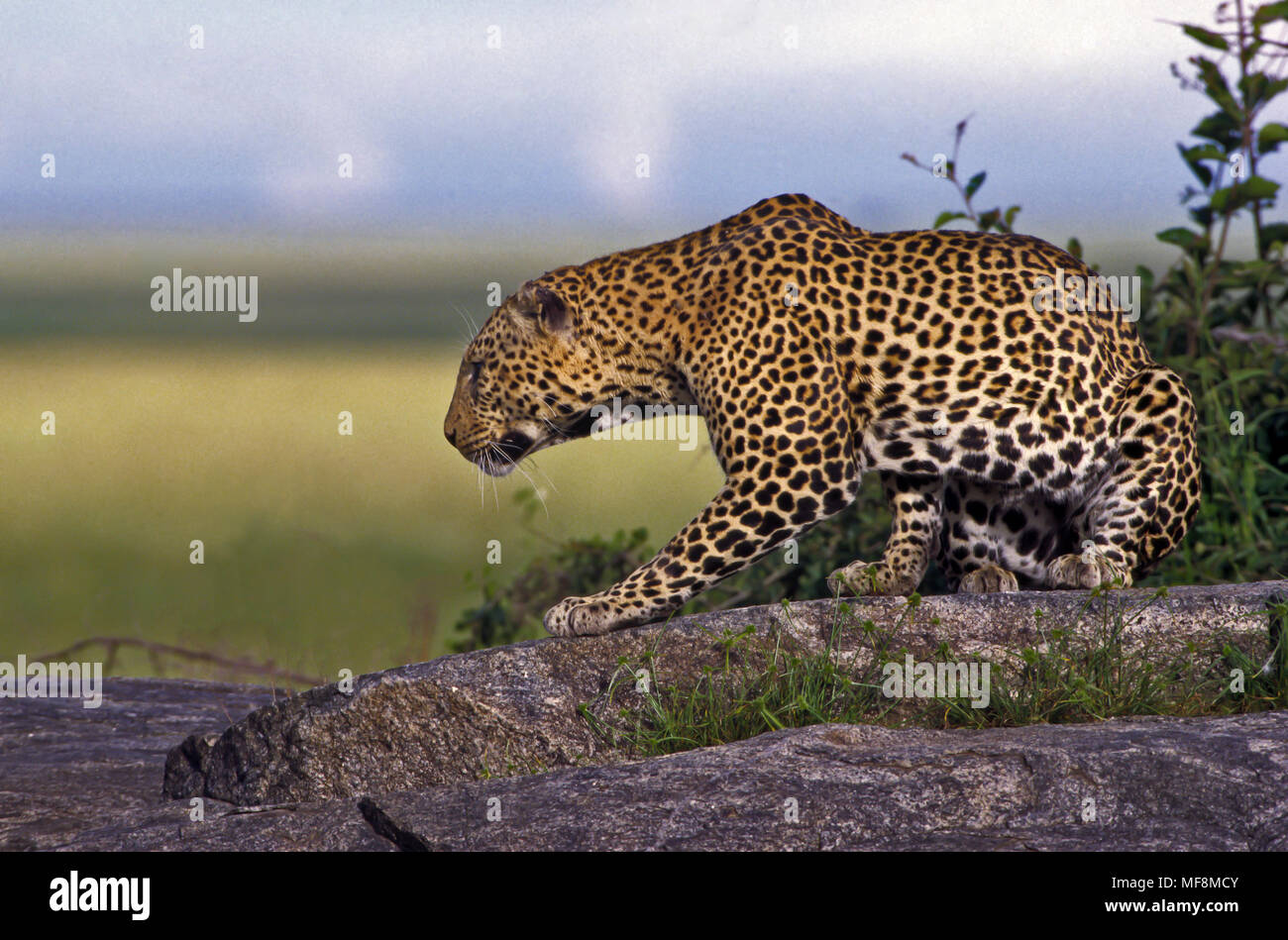 Leopard panthera pardus stalking prey hi-res stock photography and ...