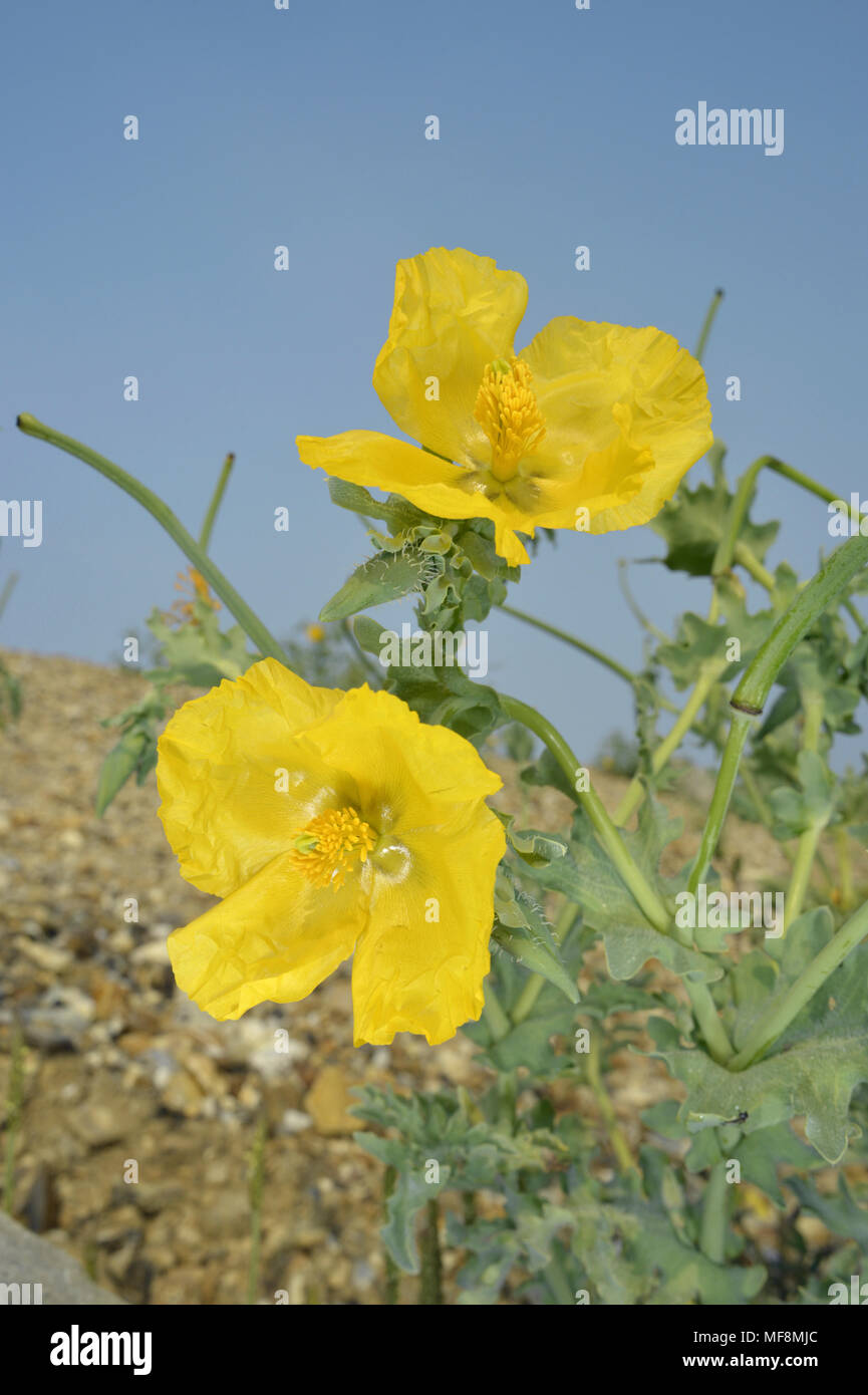Yellow Horned-poppy - Glaucium flavum Stock Photo - Alamy