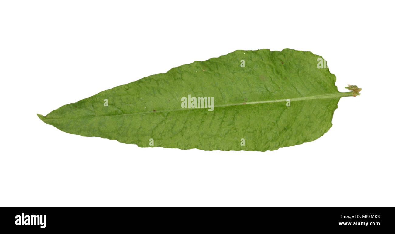 Dock leaf and plant hi-res stock photography and images - Alamy