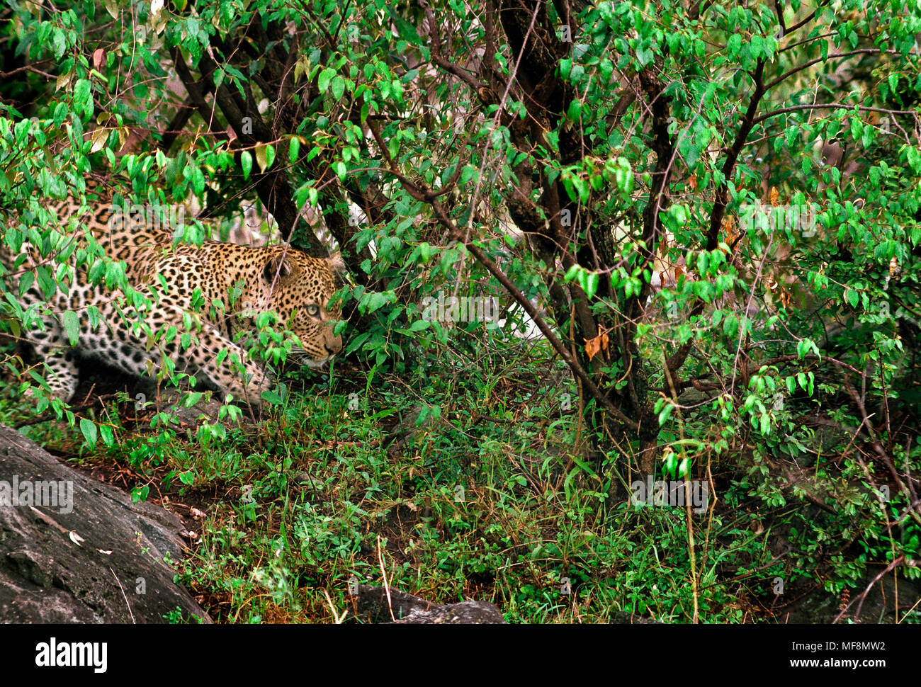 Spotted leopard hi-res stock photography and images - Alamy