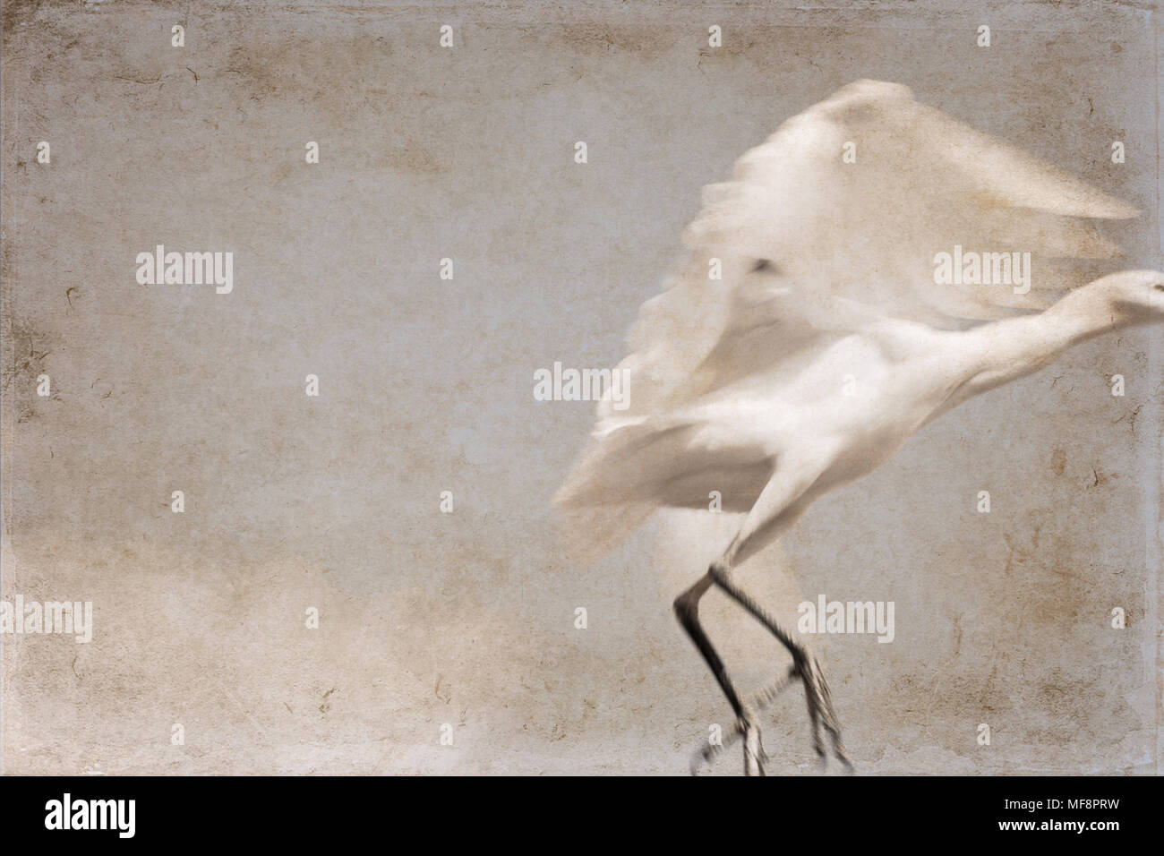 Artwork in vintage style, flying bird Stock Photo - Alamy