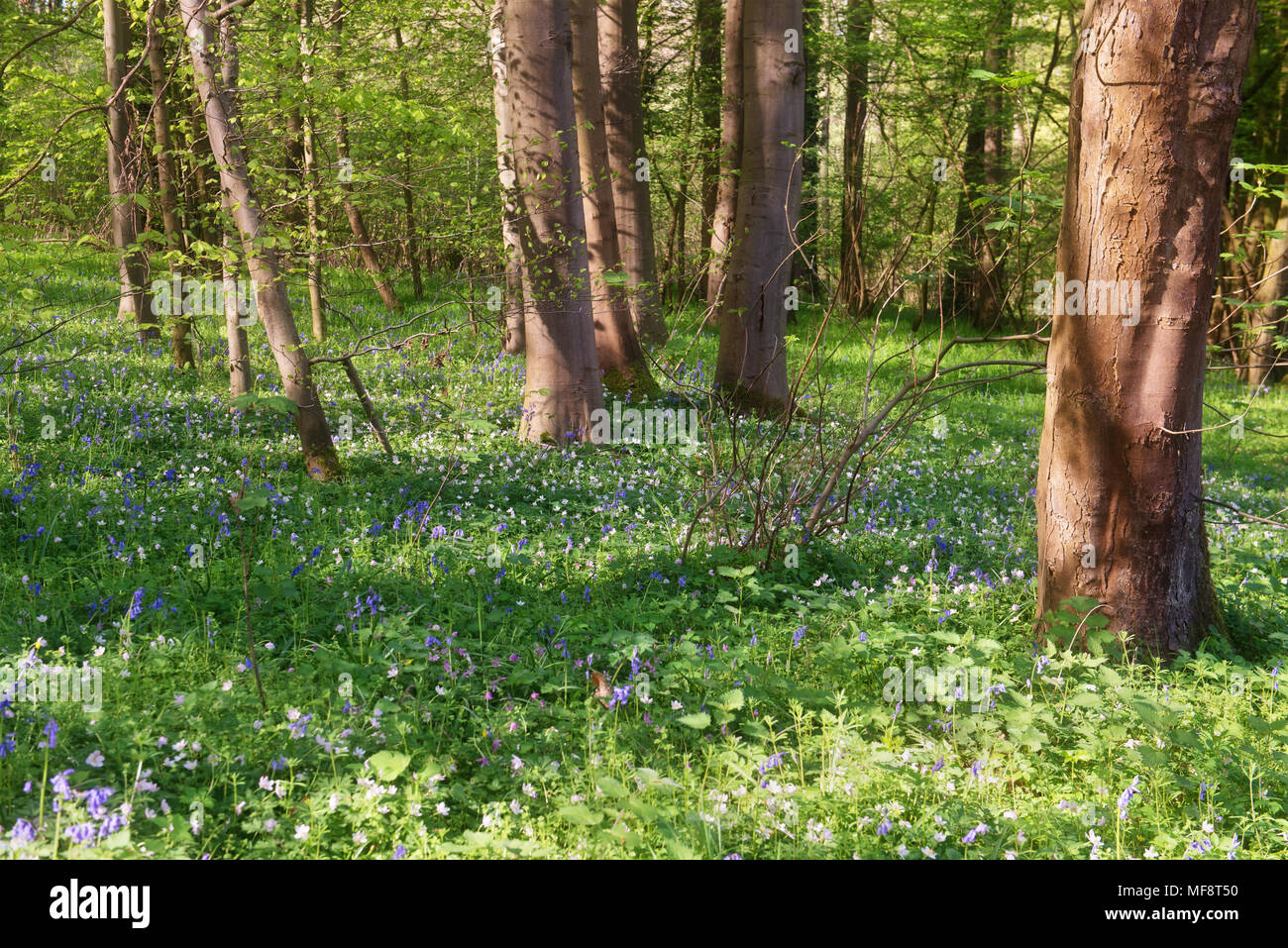 Blue bells season in forests of Belgium Stock Photo - Alamy