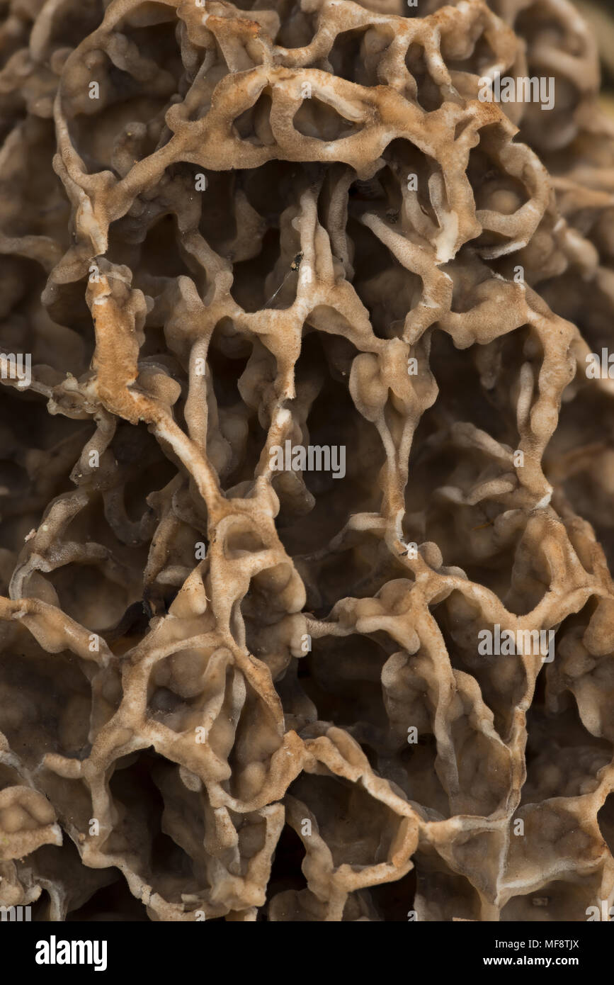 Common morels, Morchella esculenta, true morel an edible sac fungi with ...