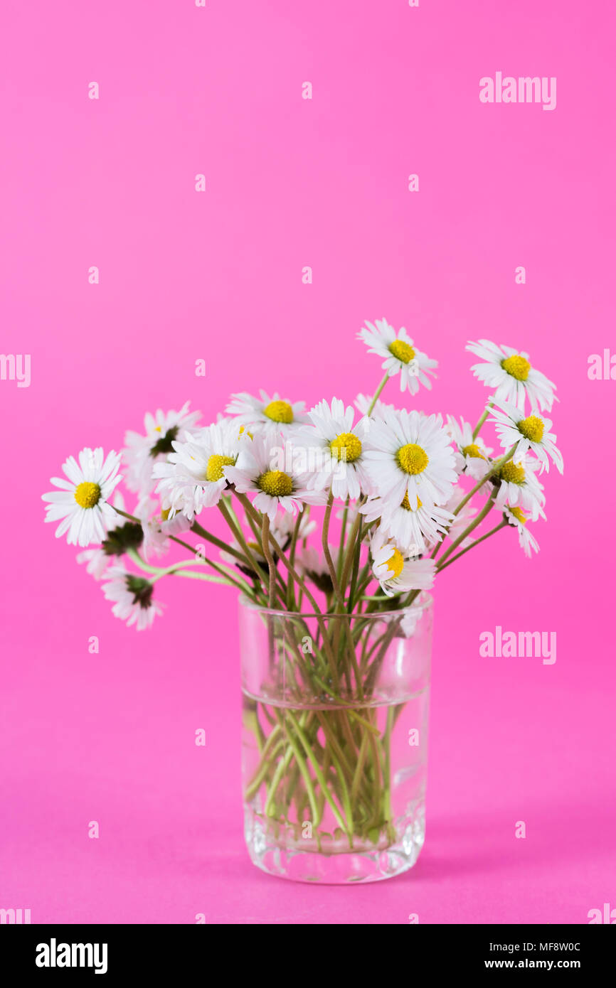 White Daisy flowers in glass vase isolated on pink background in studio ...