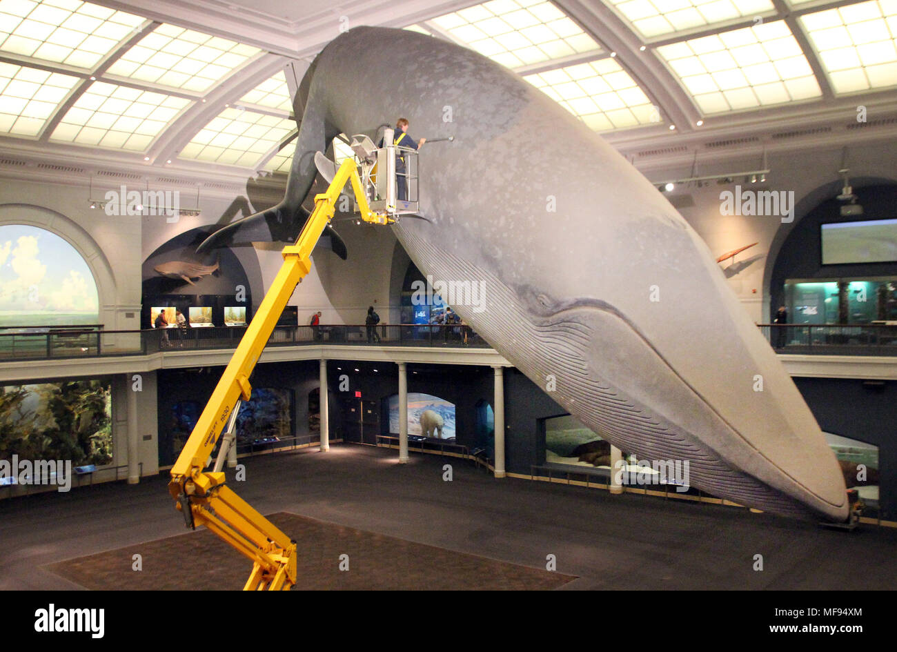 Natural history museum new york whale hi-res stock photography and ...