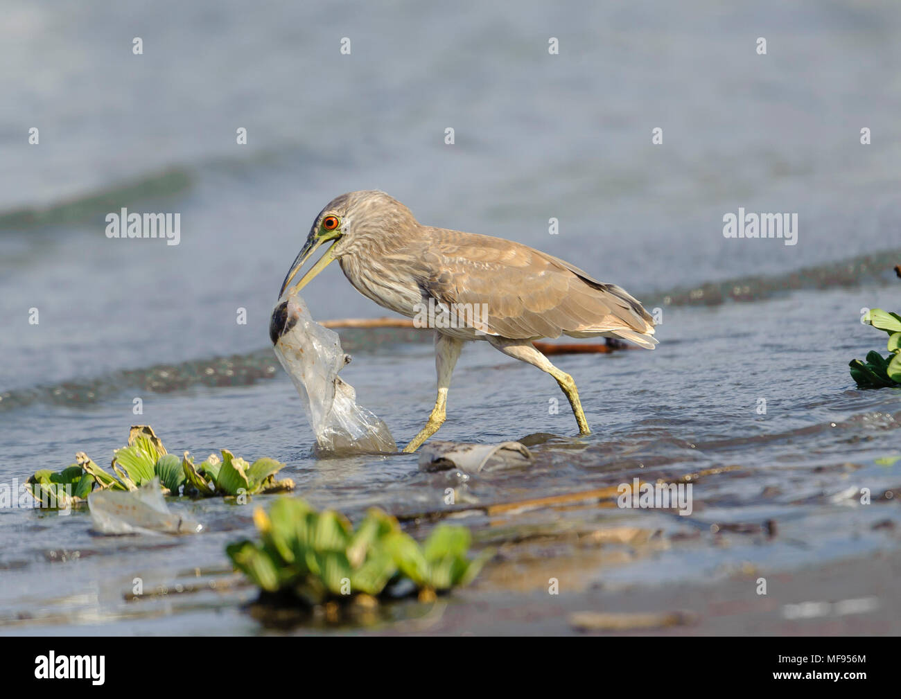 Birds Inside Of Plastic