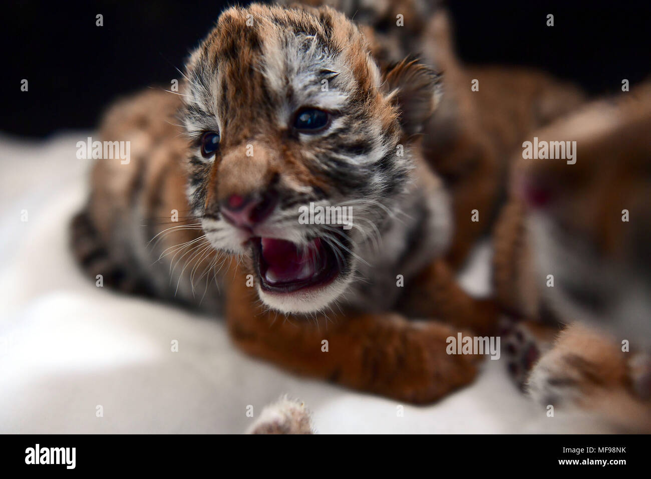 Shenyan, China. 24th Apr, 2018. An adorable Siberian tiger cub at a zoo ...