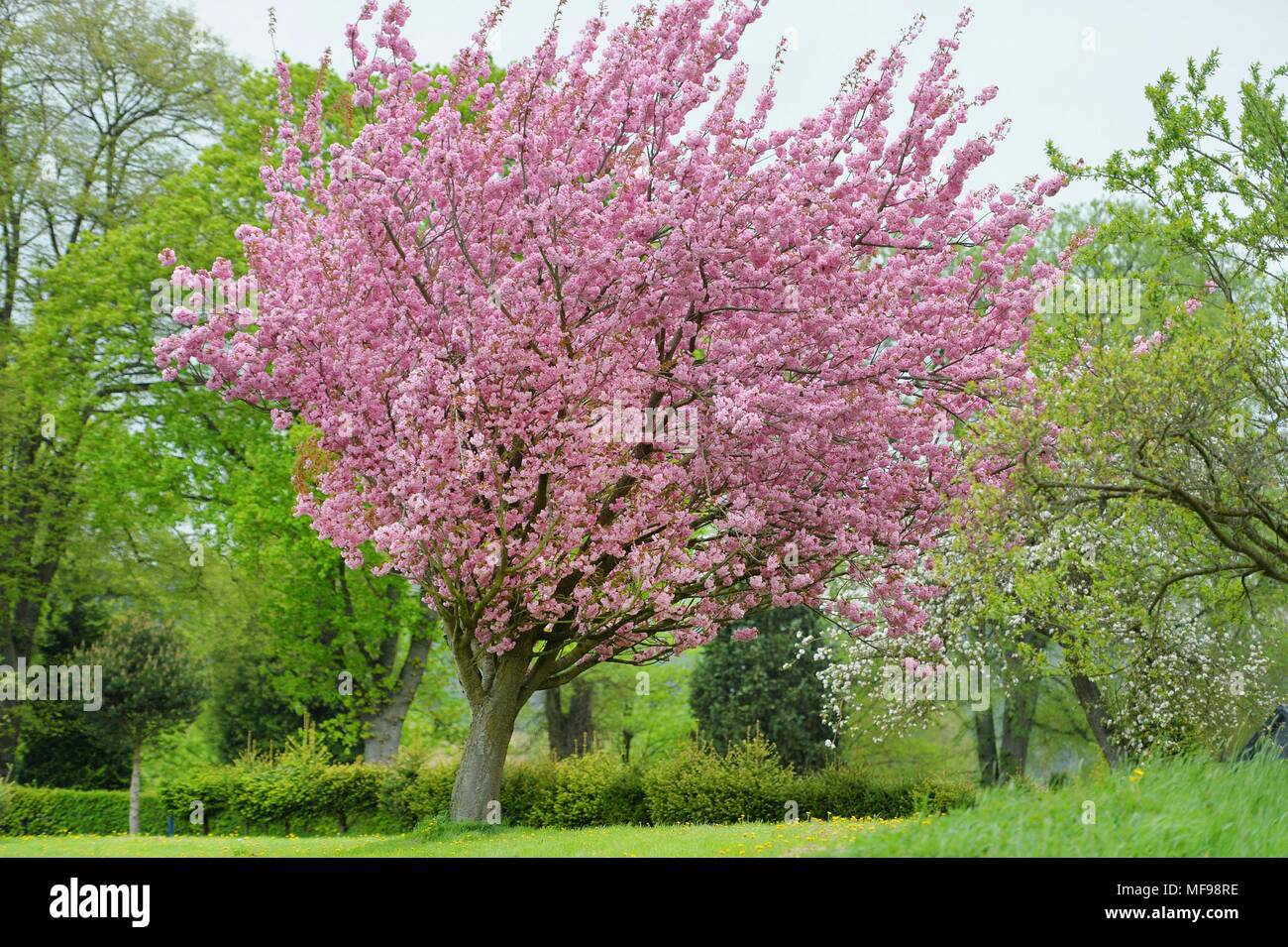 Seesen, Germany. 24th Apr, 2018. Blossom trees, Germany, city of Seesen ...