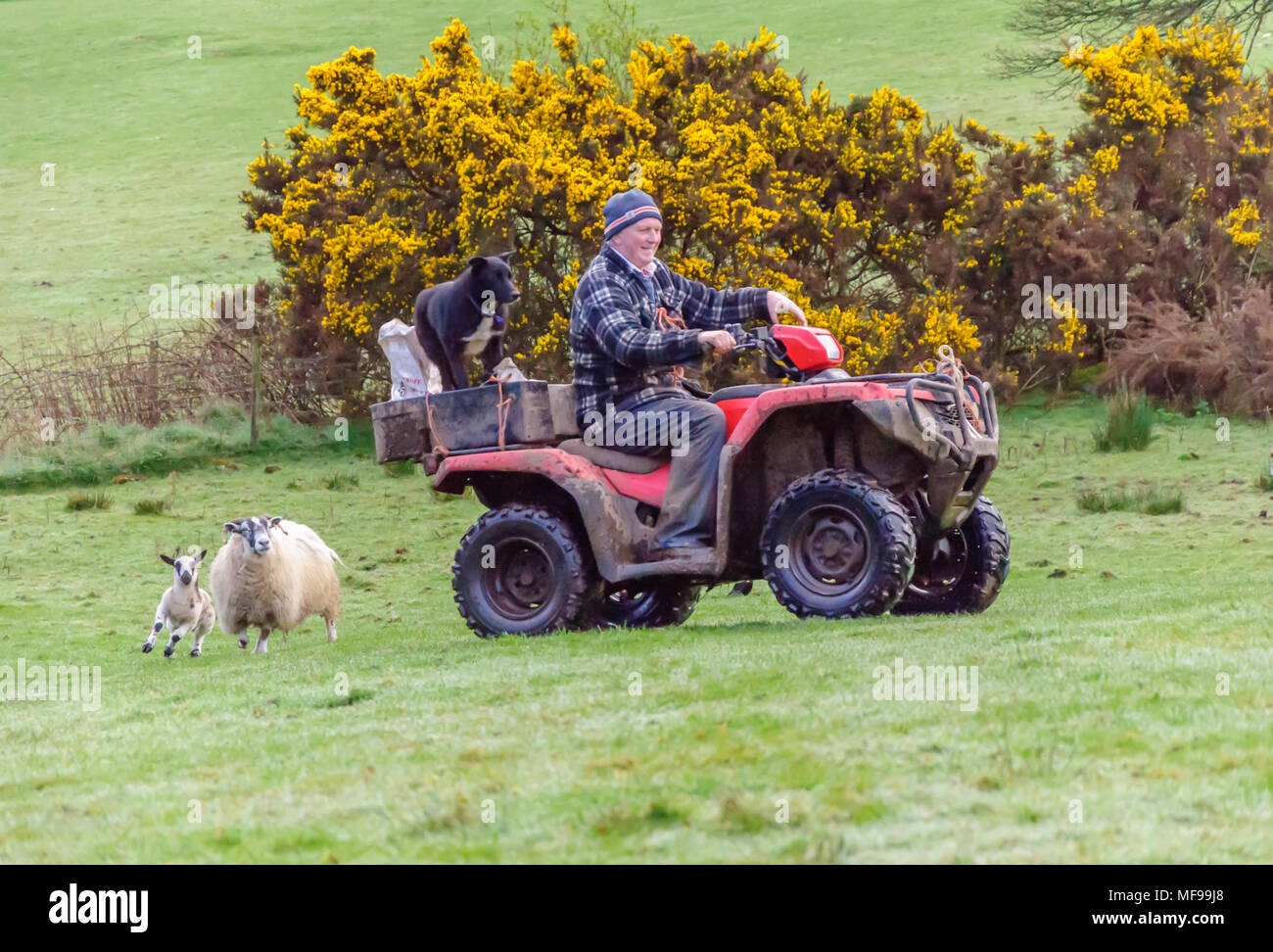 Countryside sheep dog quad hi-res stock photography and images - Alamy