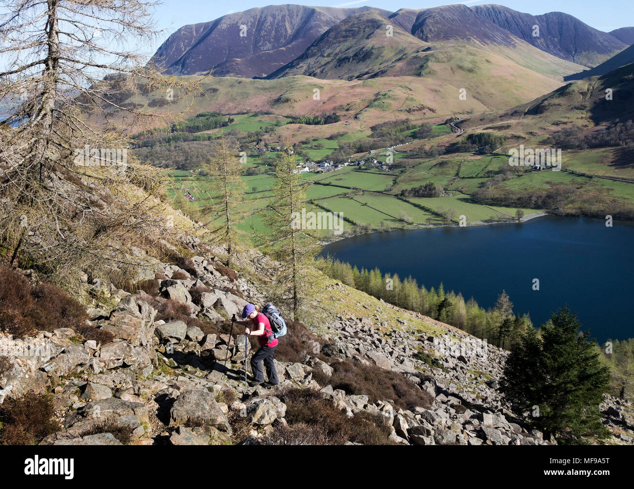 Walker on the the Burtness Wood Path to Red Pike, Buttermere, Lake ...