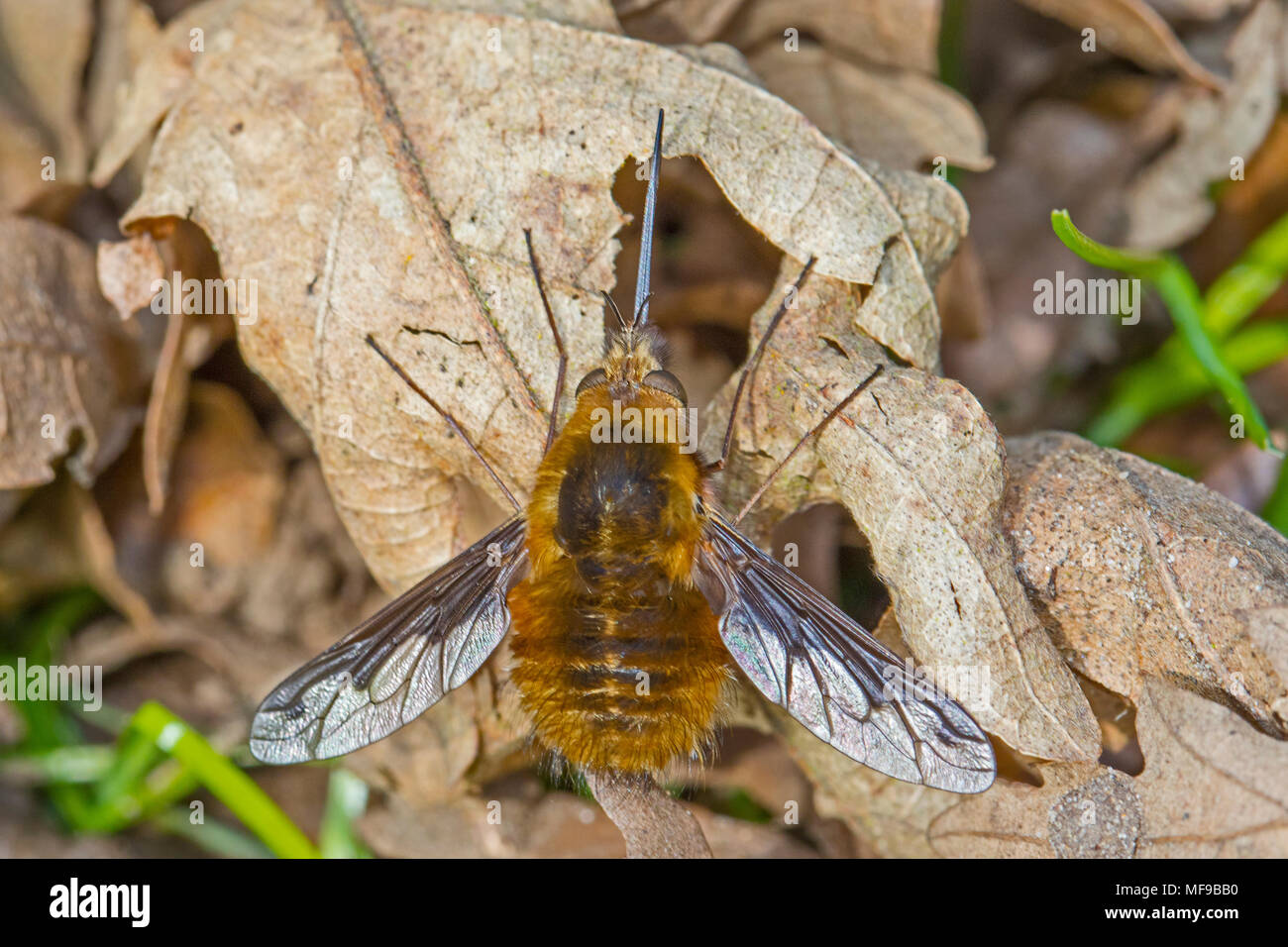 Dark-edged Bee-fly (Bombylius major Stock Photo - Alamy