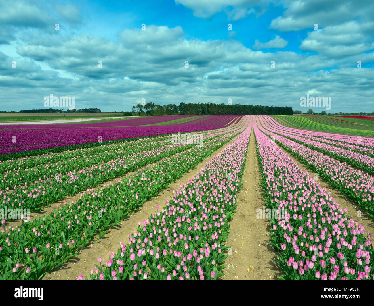 Tulip fields swaffham norfolk hi-res stock photography and images - Alamy