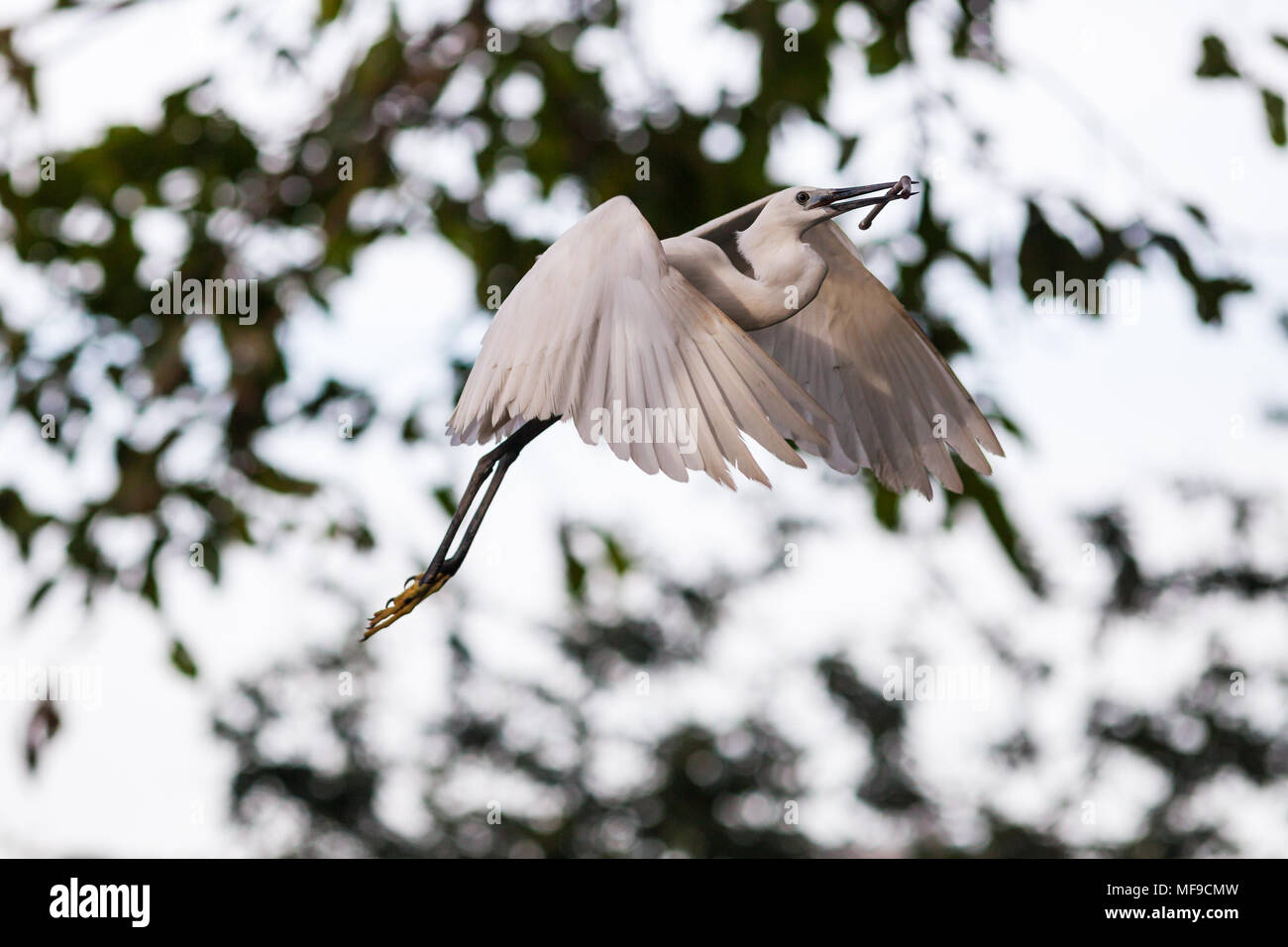 White stork flying in the wild Stock Photo - Alamy