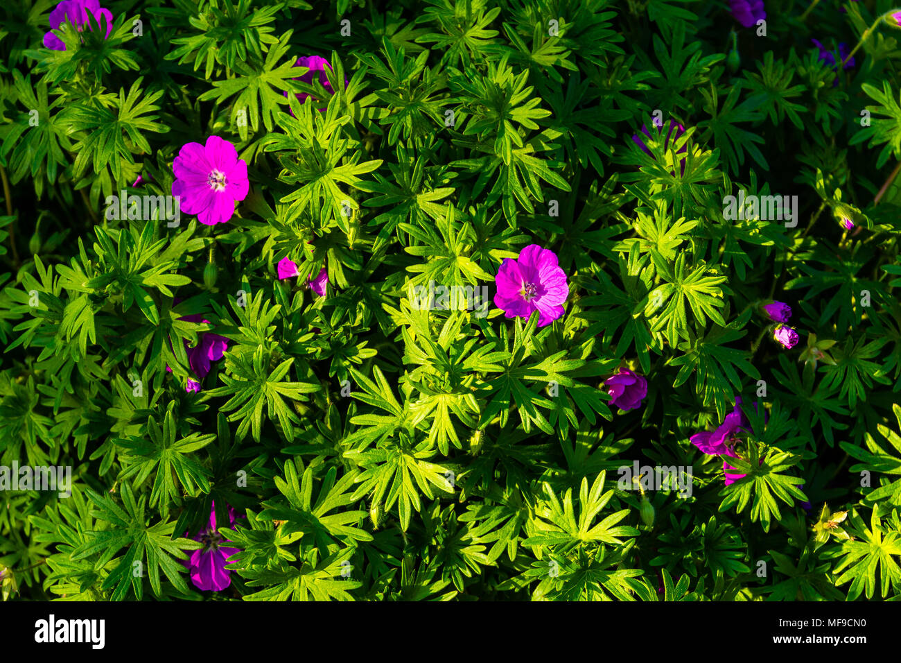 flowering bush with small pink or violet blooms Stock Photo - Alamy