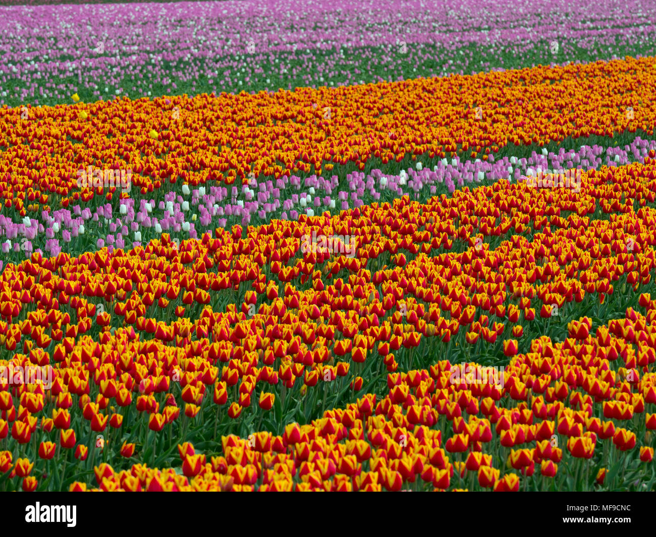 Tulip fields swaffham norfolk hi-res stock photography and images - Alamy