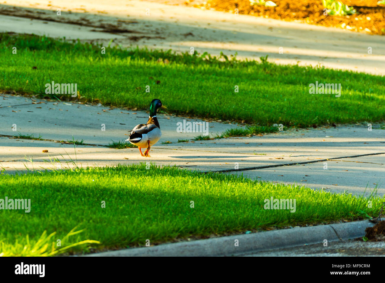 Wild mallard duck walking hi-res stock photography and images - Alamy