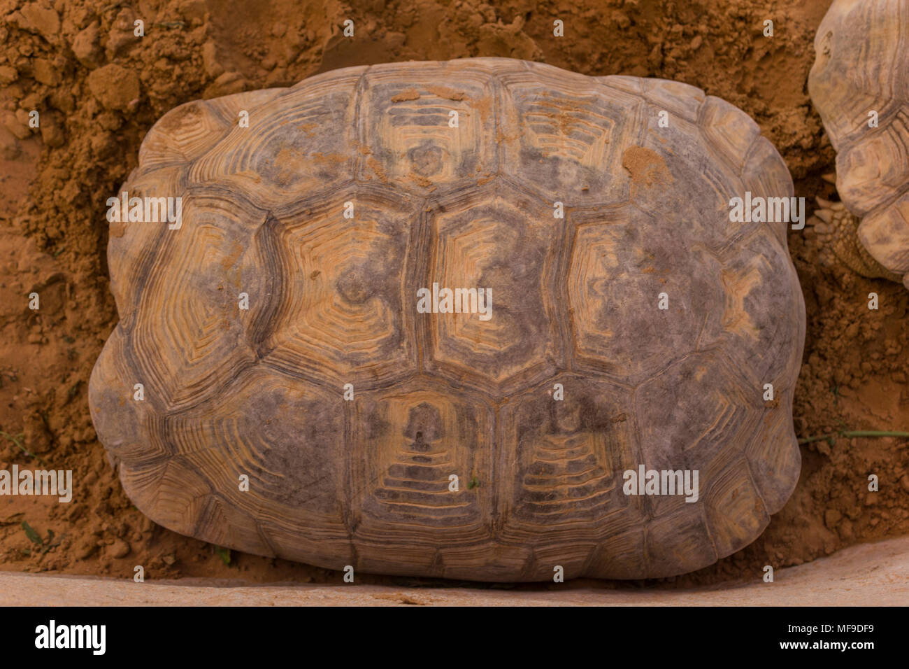 Black Carapace High Resolution Stock Photography and Images - Alamy