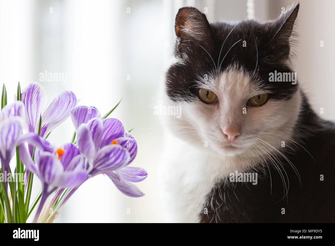 Cat smelling flowers hi-res stock photography and images - Alamy