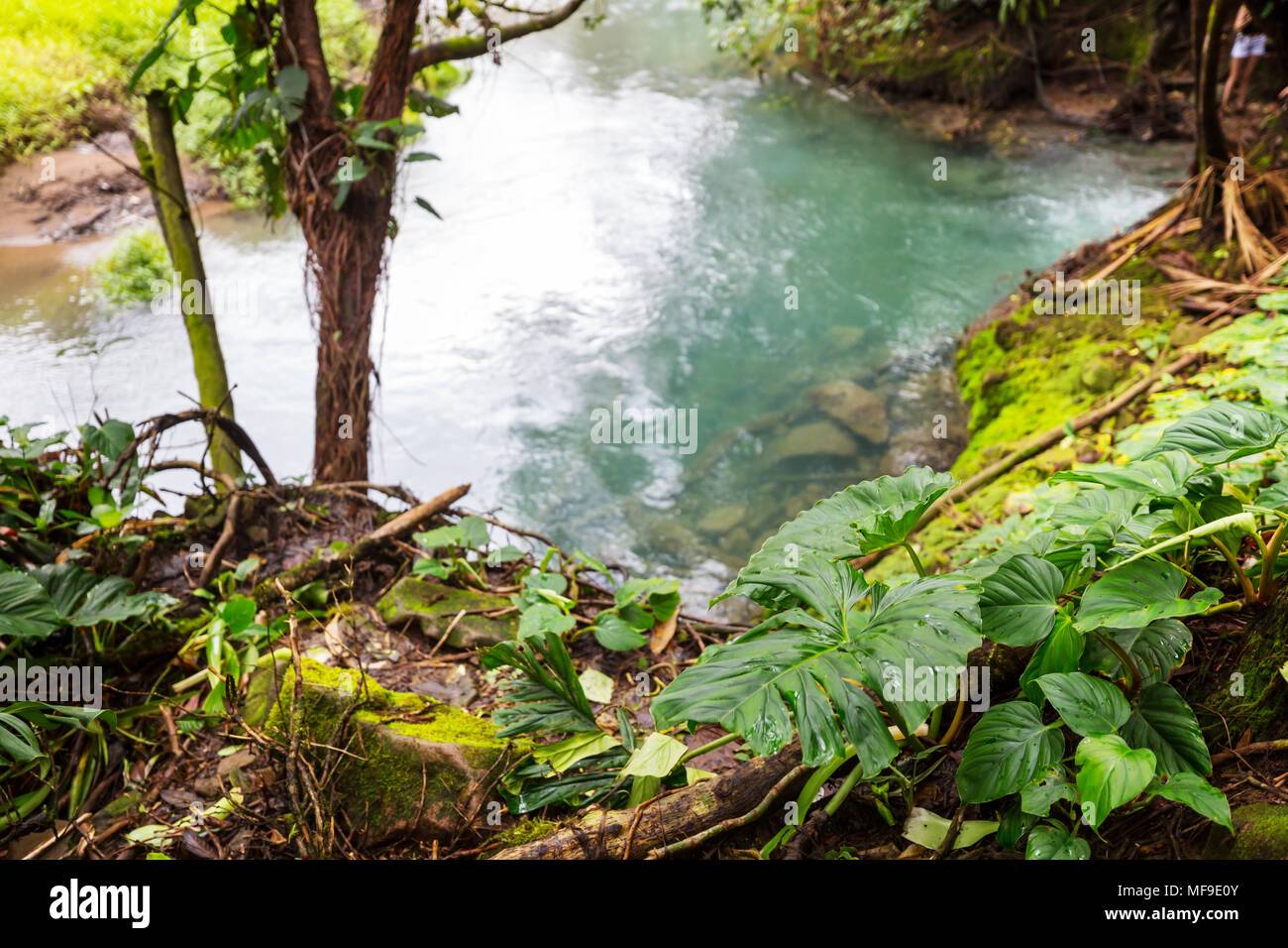 Beautiful stream water flowing down in rain forest. Costa Rica, Central ...