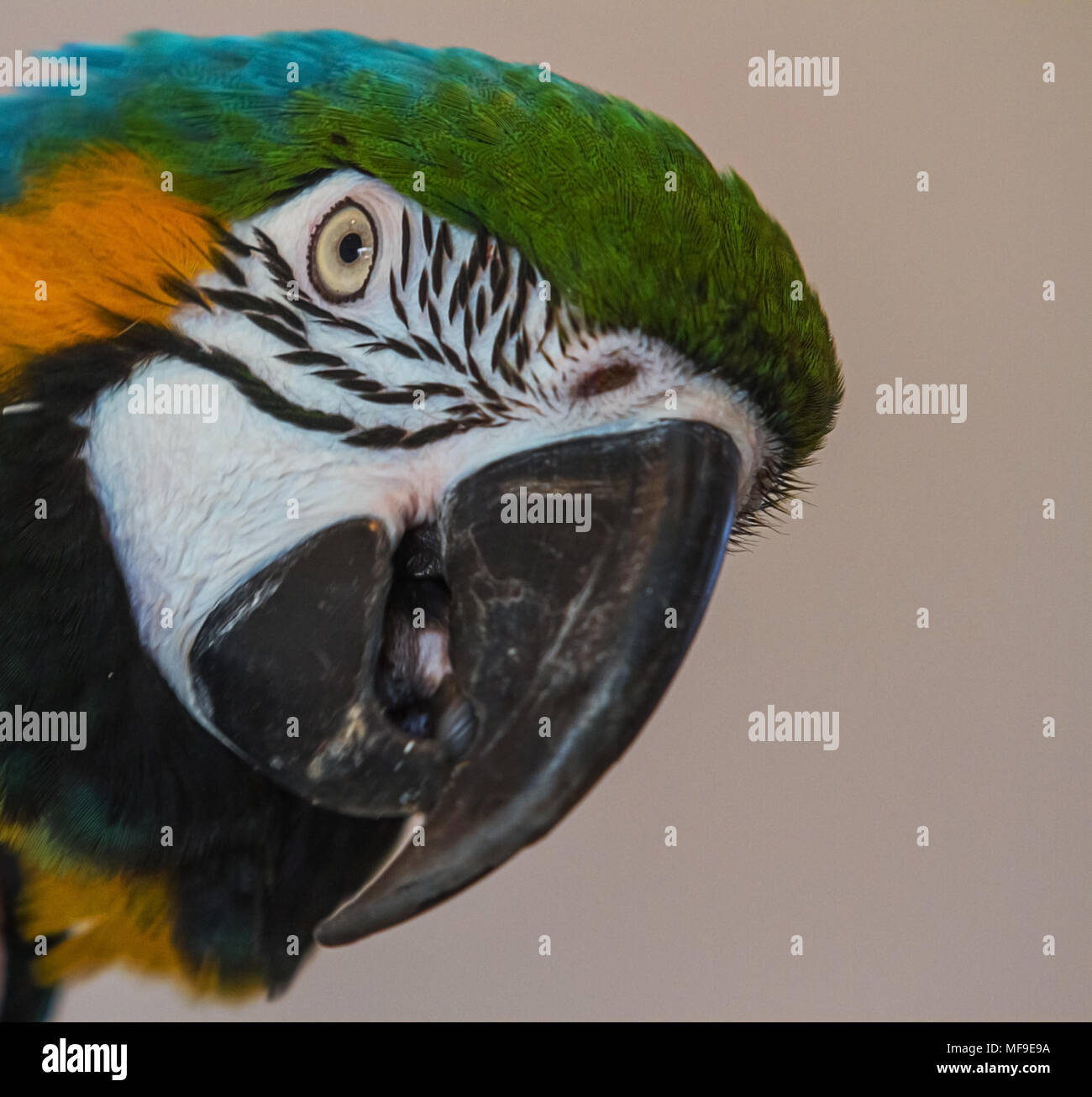 photo portrait of a Blue and Yellow Macaw parrot Stock Photo - Alamy