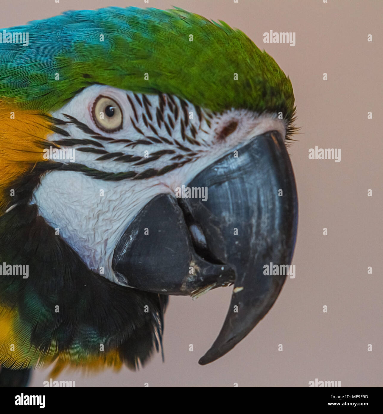 Parrot face hi-res stock photography and images - Alamy