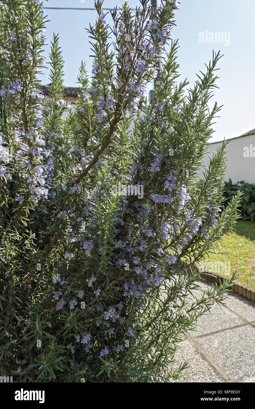 Rosemary sun aromatic blue herb hi-res stock photography and images - Alamy