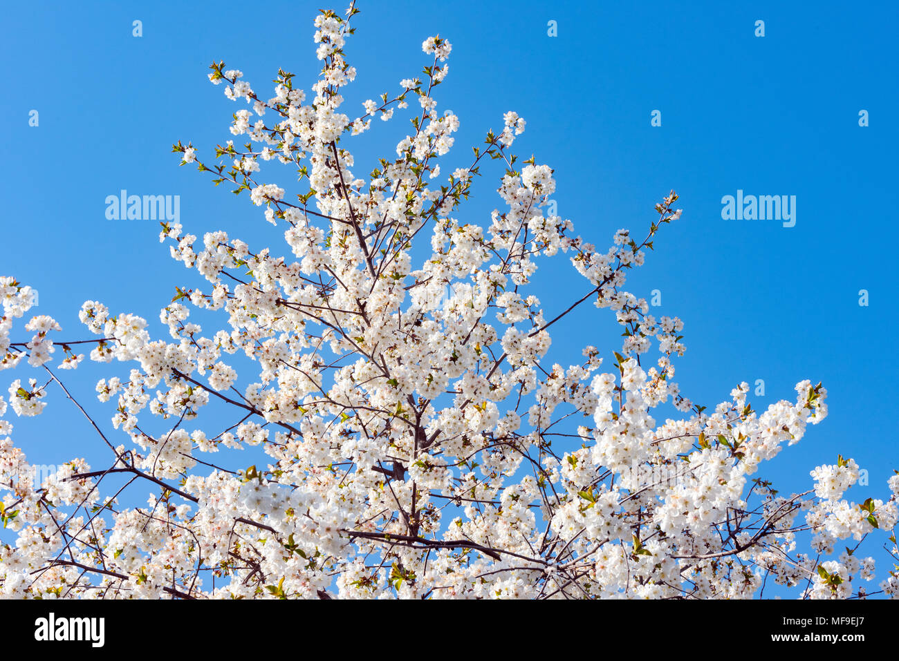 Blooming spring fruit tree Stock Photo - Alamy