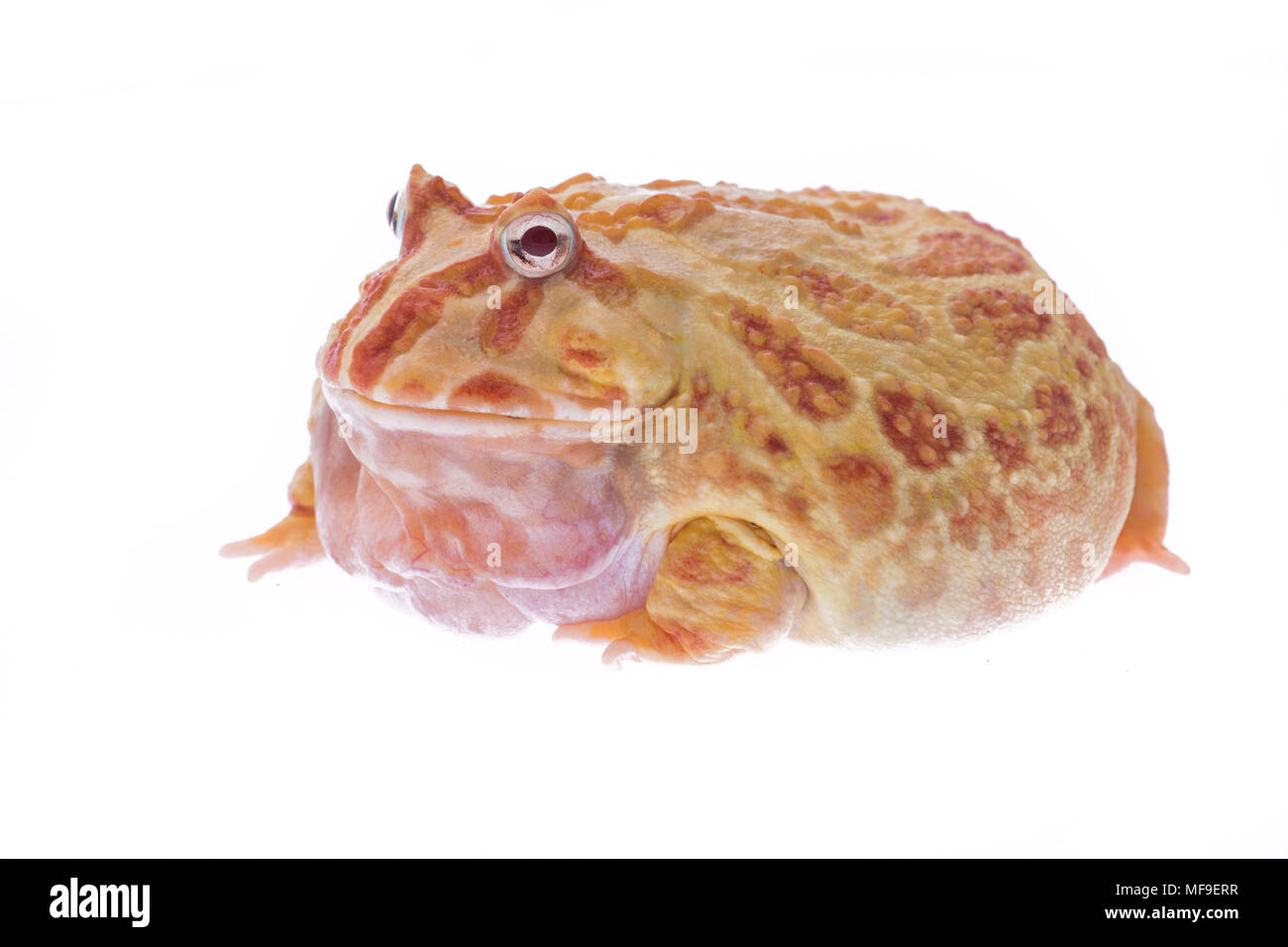 Big huge fat red frog isolated on a white background Stock Photo - Alamy