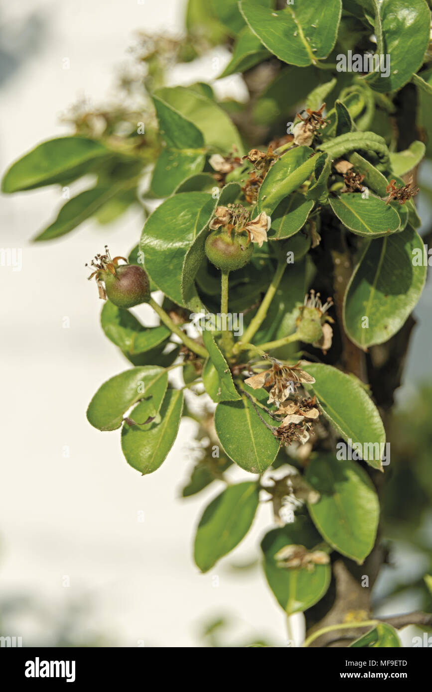 Dwarf pear tree hi-res stock photography and images - Alamy