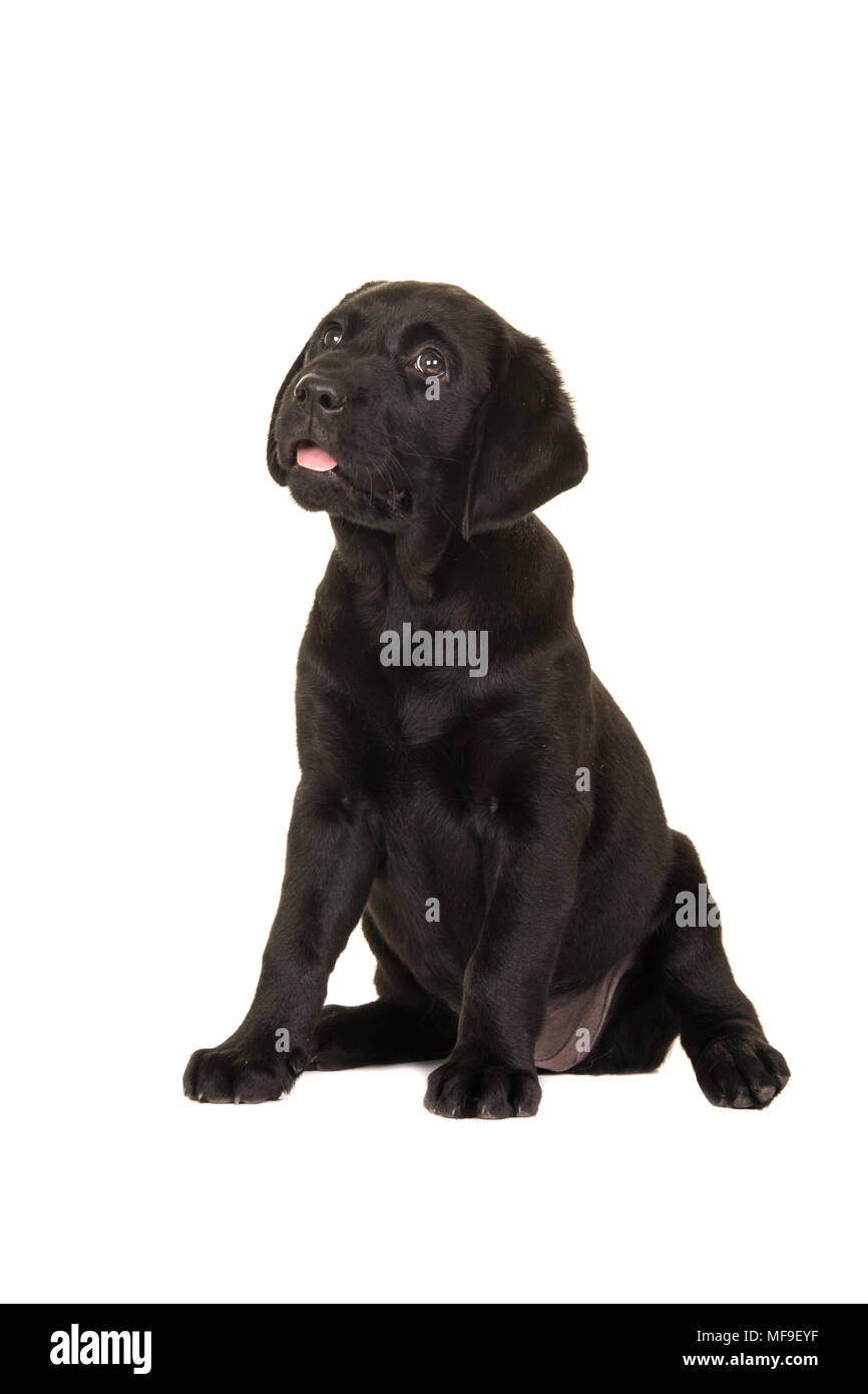 Cute black labrador puppy dog sitting down and looking up on a white ...