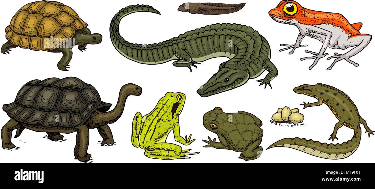 Crocodile and turtle. Reptiles and amphibians set. Pet and tropical ...