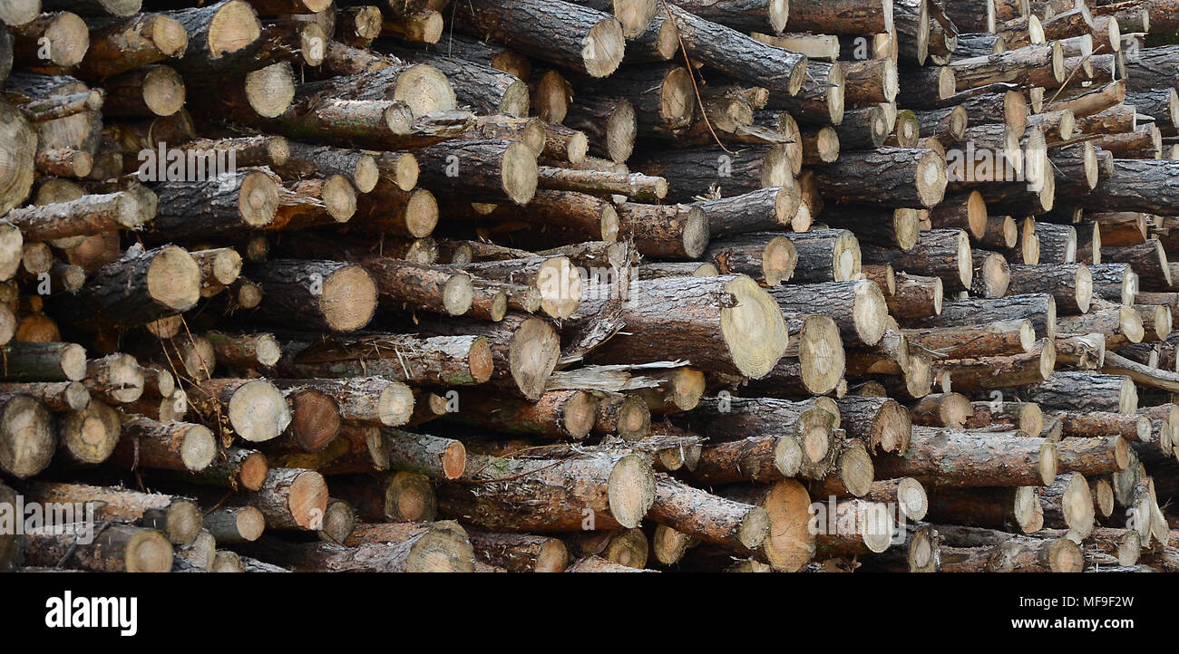 Harwood dale forest hi-res stock photography and images - Alamy