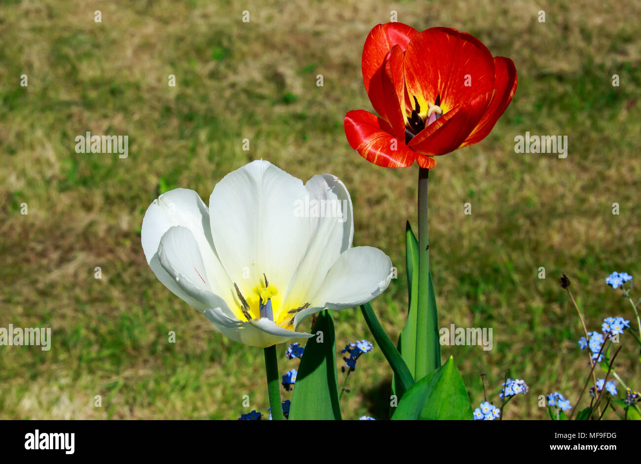 Perennial herbaceous bulbiferous geophytes hi-res stock photography and ...